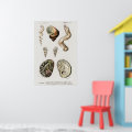 Vintage Seashells Illustration Poster | Zazzle
