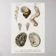Vintage Seashells Illustration Poster | Zazzle