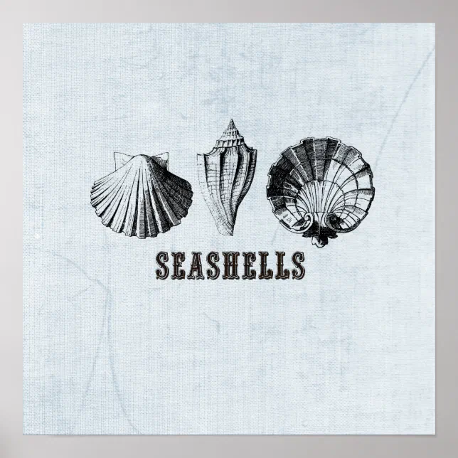 Vintage Seashells Illustration Poster | Zazzle