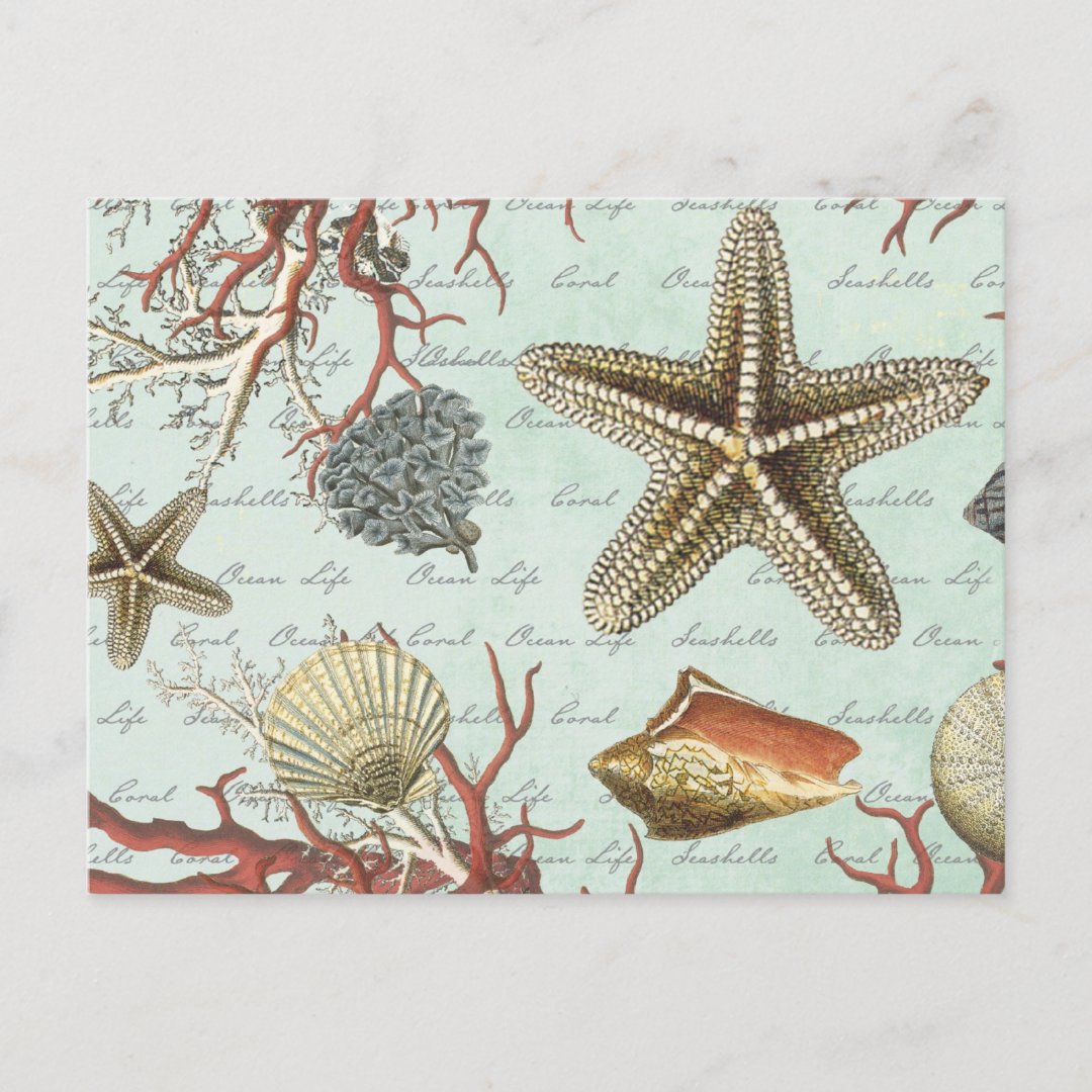 Vintage Seashells...postcard Postcard | Zazzle