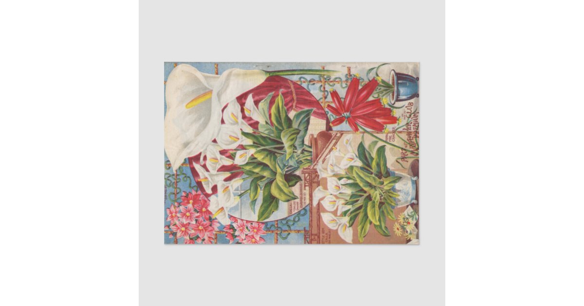 Vintage Seed Catalog Callas and Hyacinths Tissue Paper | Zazzle