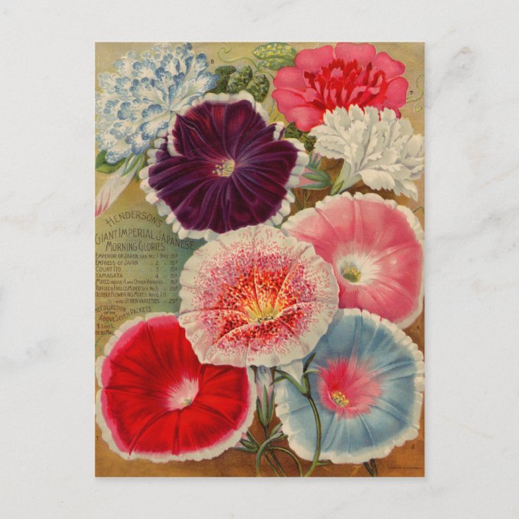 Vintage Seed Packet Cards, Postage and Gifts Postcard | Zazzle