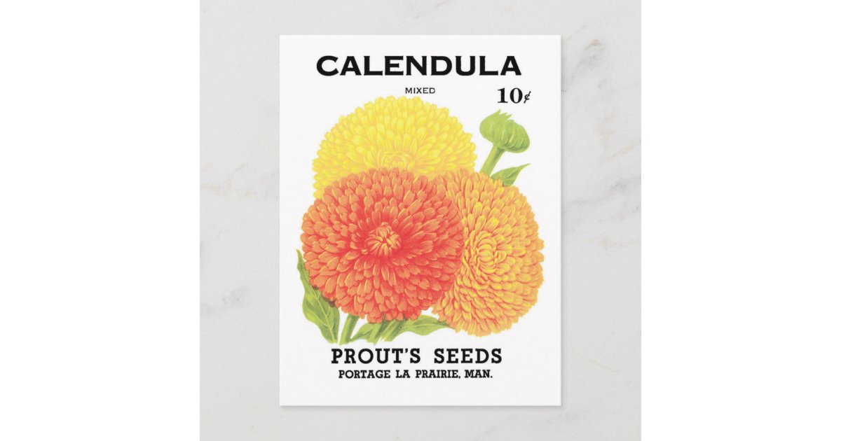 Vintage Seed Packet Label Art, Calendula Flowers Postcard | Zazzle