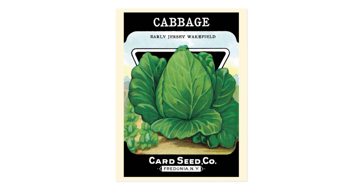 Vintage Seed Packet Label Art, Green Cabbage Postcard | Zazzle.com