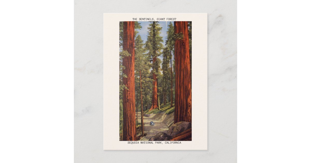 Vintage Sentinels Trees Sequoia National Park Postcard | Zazzle