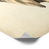 Vintage Sepia Conch Shell Poster | Zazzle