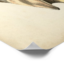 Vintage Sepia Conch Shell Poster | Zazzle