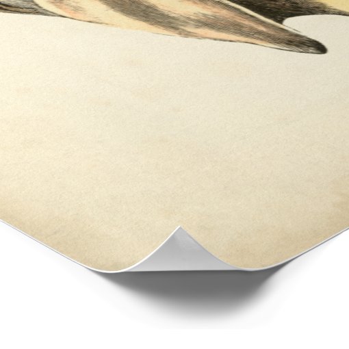 Vintage Sepia Conch Shell Poster | Zazzle