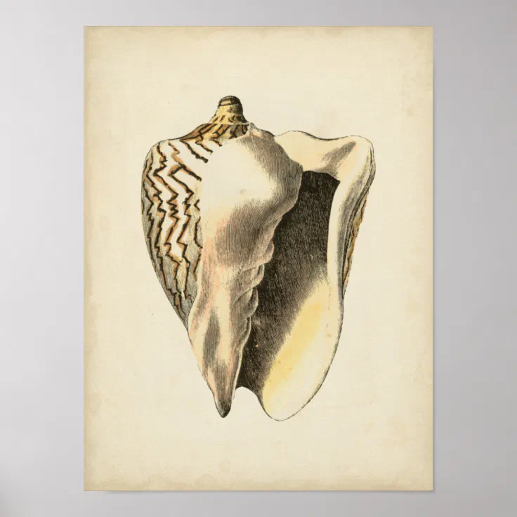 Vintage Sepia Conch Shell Poster | Zazzle