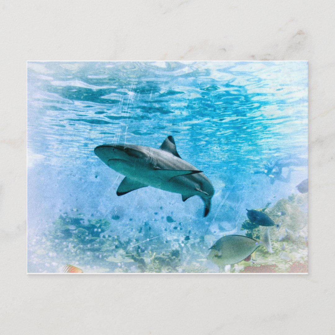Vintage Shark Postcard | Zazzle