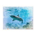 Vintage Shark Postcard | Zazzle