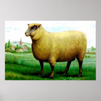 Vintage sheep painting poster | Zazzle