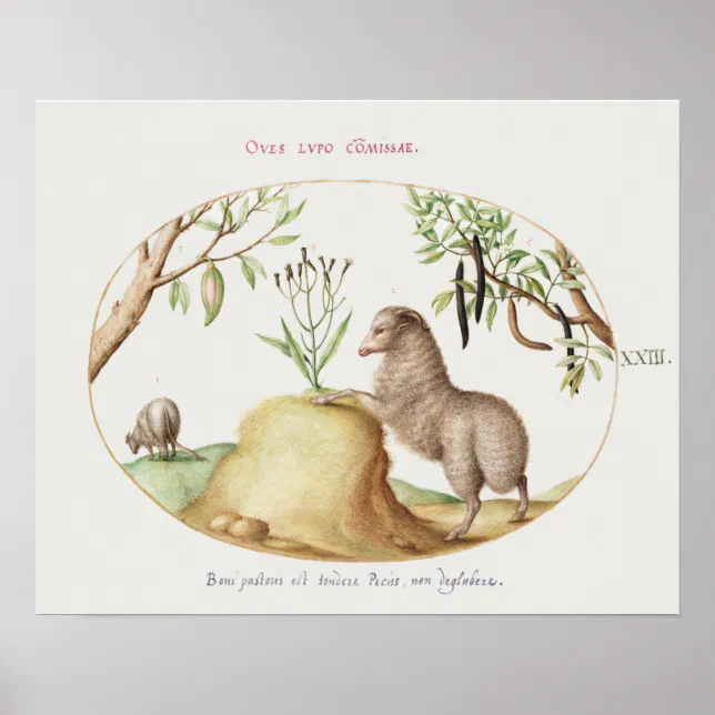 Vintage Sheep Poster | Zazzle