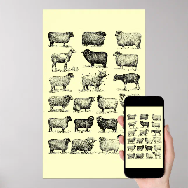 Vintage Sheep Poster | Zazzle