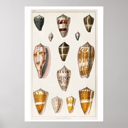VINTAGE SHELLS ILLUSTRATION POSTER | Zazzle.com