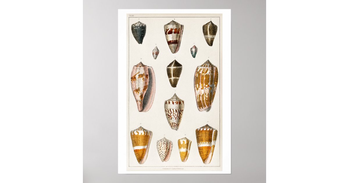VINTAGE SHELLS ILLUSTRATION POSTER | Zazzle