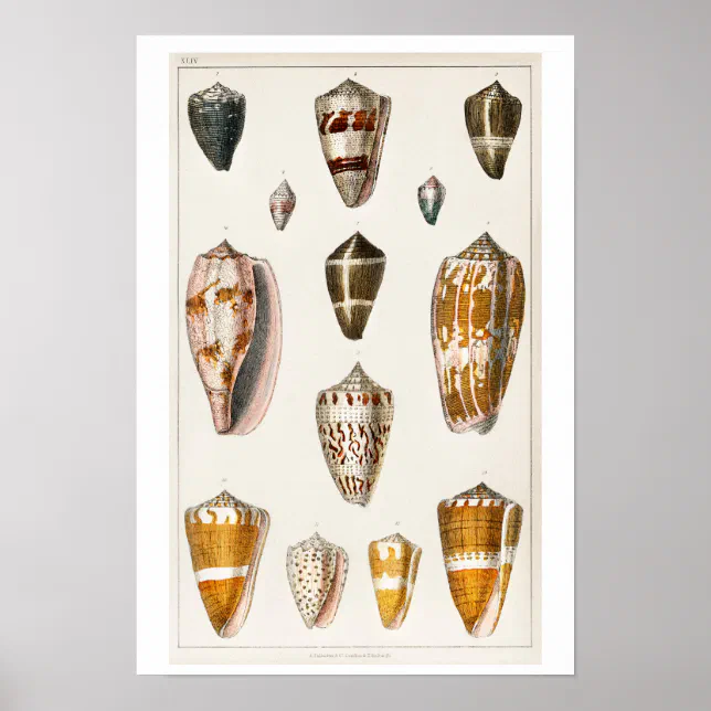 VINTAGE SHELLS ILLUSTRATION POSTER | Zazzle