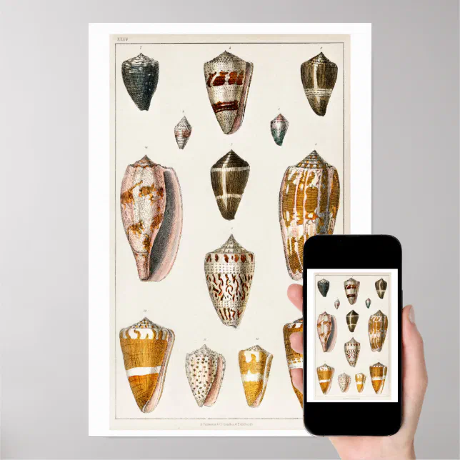 VINTAGE SHELLS ILLUSTRATION POSTER | Zazzle