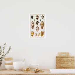VINTAGE SHELLS ILLUSTRATION POSTER | Zazzle