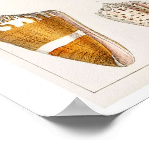 VINTAGE SHELLS ILLUSTRATION POSTER | Zazzle