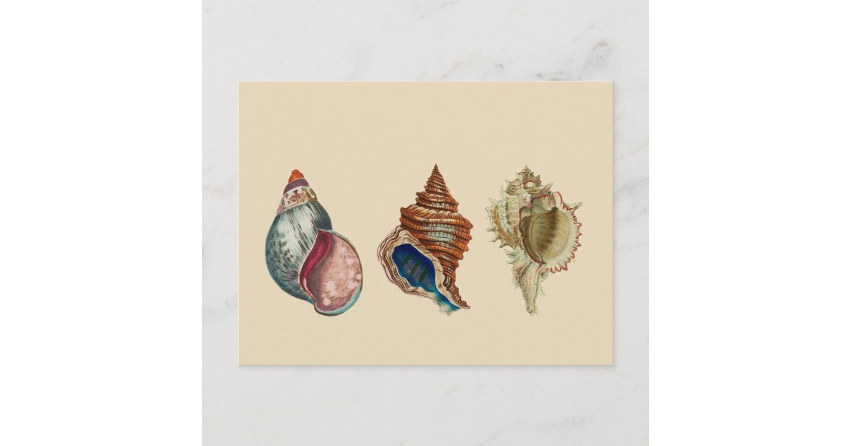 Vintage Shells Postcard | Zazzle