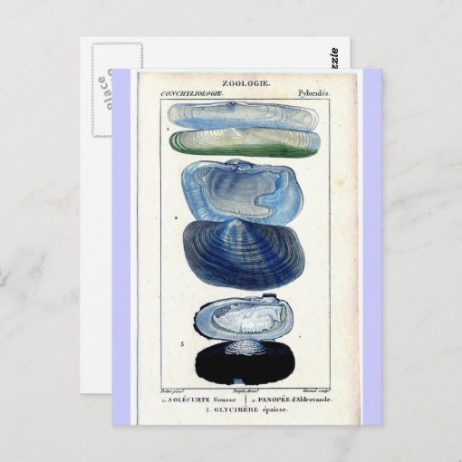 Vintage Shells Postcard | Zazzle