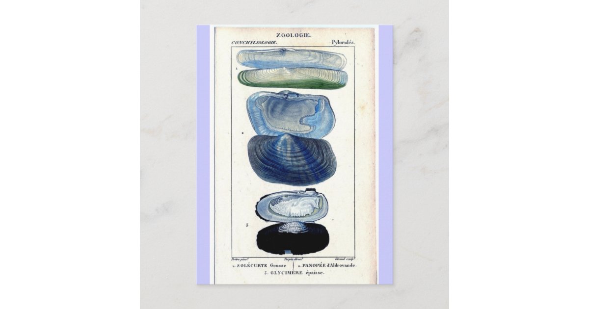 Vintage Shells Postcard | Zazzle