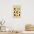Vintage Shells Poster | Zazzle