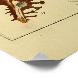 Vintage Shells Poster | Zazzle