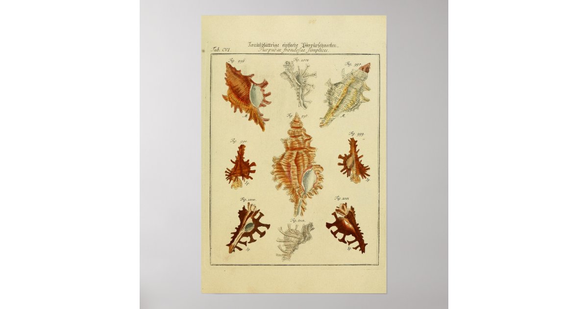 Vintage Shells Poster | Zazzle
