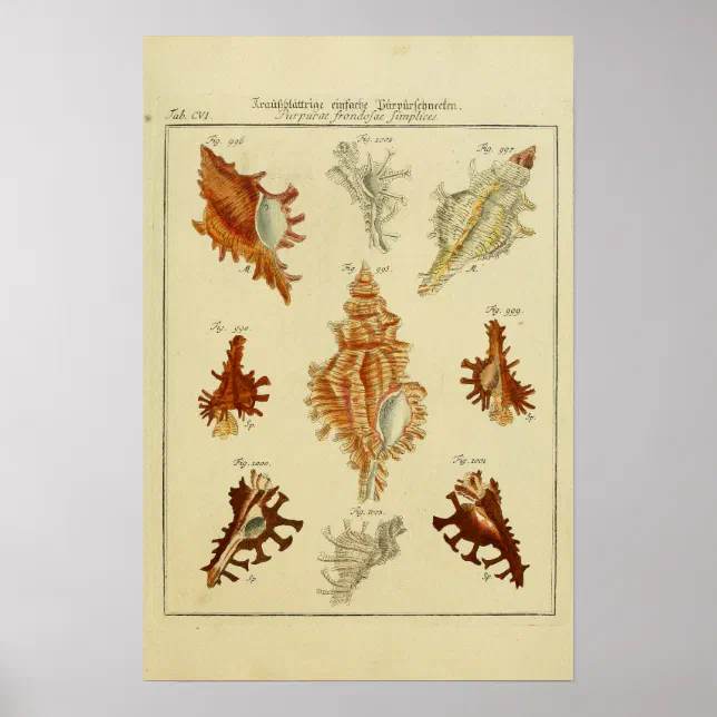 Vintage Shells Poster | Zazzle