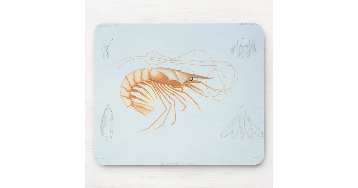 Vintage Shrimp, Marine Life Ocean Animals Anatomy Mouse Pad | Zazzle