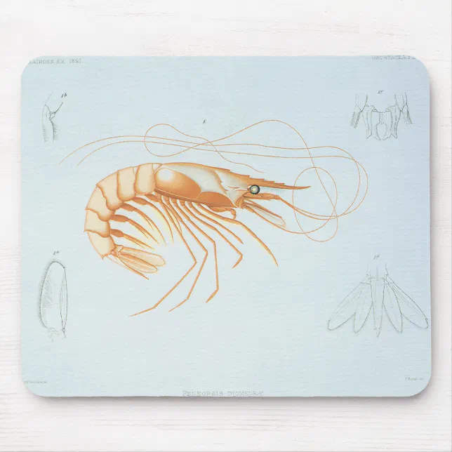 Vintage Shrimp, Marine Life Ocean Animals Anatomy Mouse Pad | Zazzle