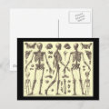 Vintage Skeleton Diagrams Postcard | Zazzle