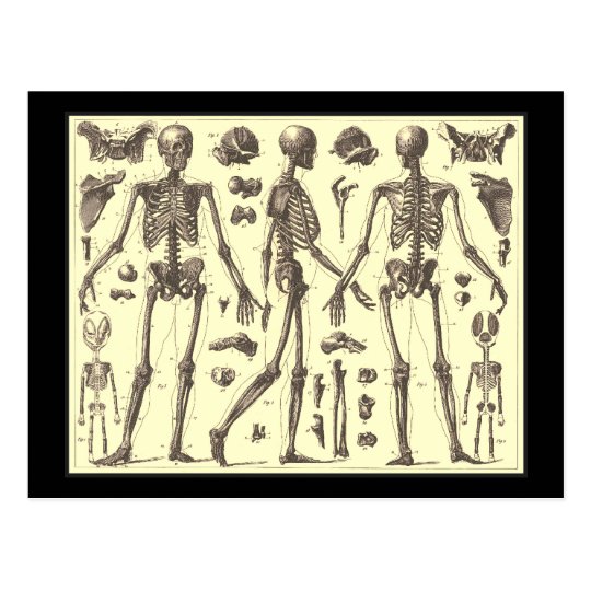 Vintage Skeleton Diagrams Postcard | Zazzle.com