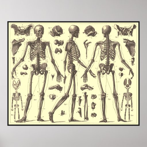 Vintage Skeleton Diagrams Poster | Zazzle