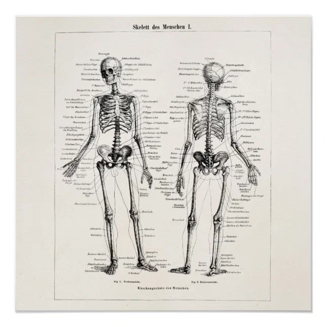 Vintage Skeleton Human Anatomy Bone Bones Skull Poster | Zazzle