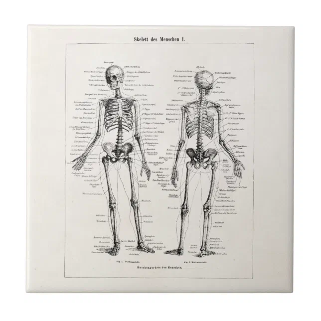 Vintage Skeleton Human Anatomy Bone Bones Skull Tile | Zazzle