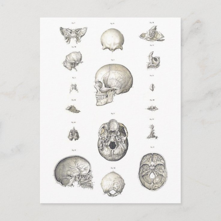 Vintage Skull and Bones Anatomy Postcard | Zazzle