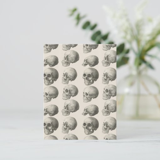 Vintage Skull Illustrations Postcard | Zazzle