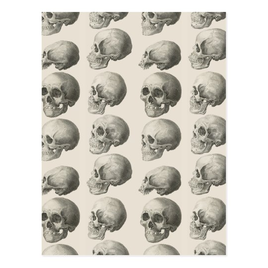 Vintage Skull Illustrations Postcard | Zazzle.com