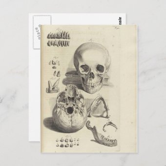 Vintage Skulls Postcard | Zazzle