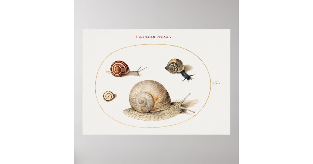 Vintage Snails Poster | Zazzle