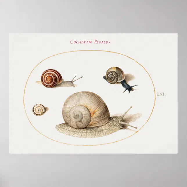Vintage Snails Poster | Zazzle