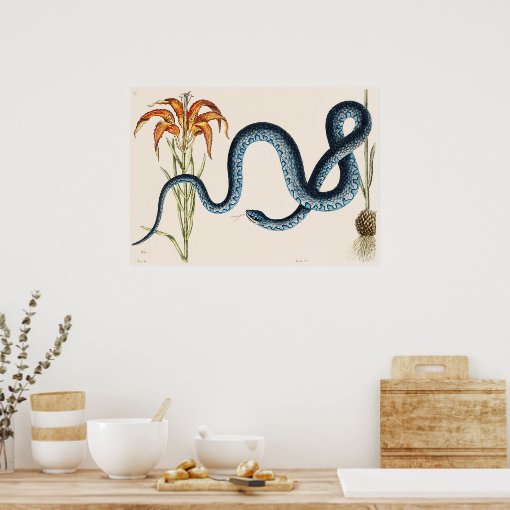 Vintage Snake Illustration Poster | Zazzle
