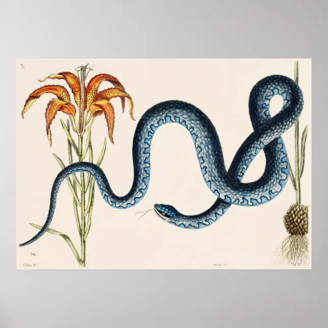Vintage Snake Illustration Poster | Zazzle