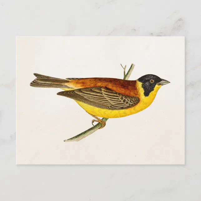 Vintage Song Bird Illustration - 1800's Birds Postcard | Zazzle