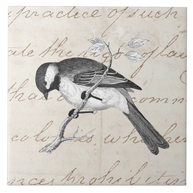 Vintage Song Bird Illustration - 1800's Birds Text Tile | Zazzle