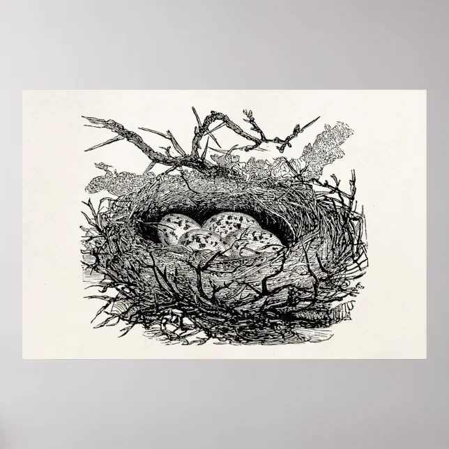 Vintage Speckled Eggs Bird Nest Personalized Birds Poster | Zazzle