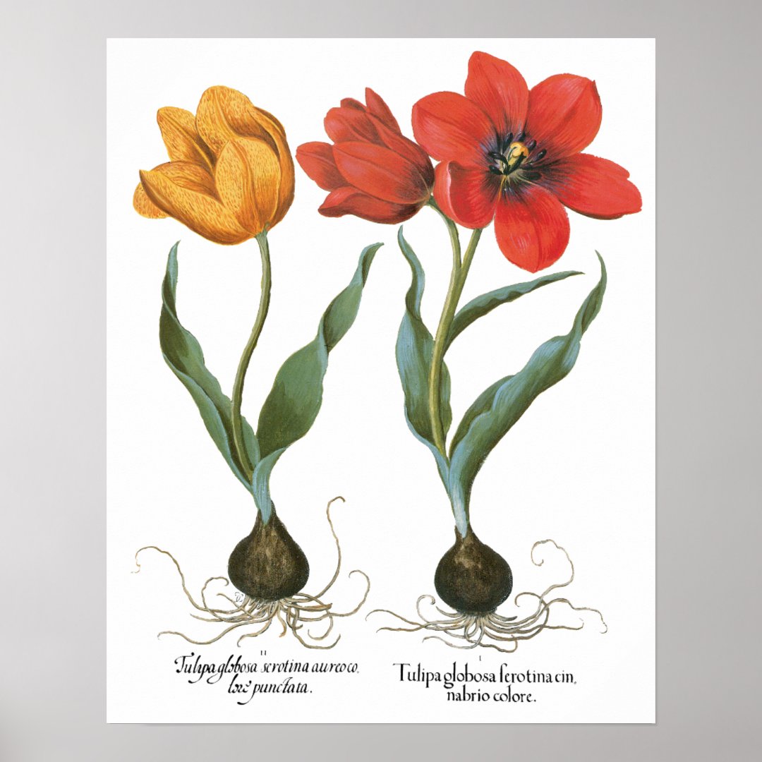 Vintage Spring Tulip Flowers by Basilius Besler Poster | Zazzle